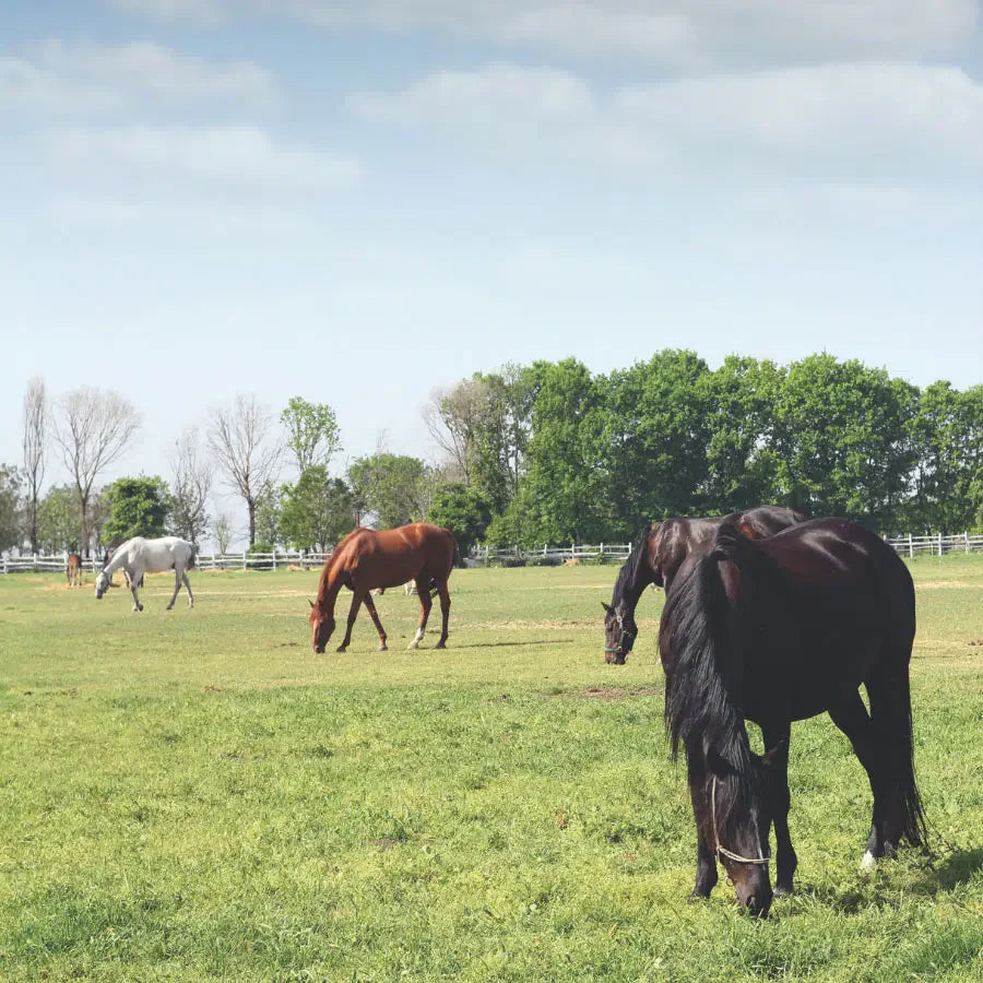 Monty’s Hay-Now - Cullman, AL - Chambers Farm & Garden Supply