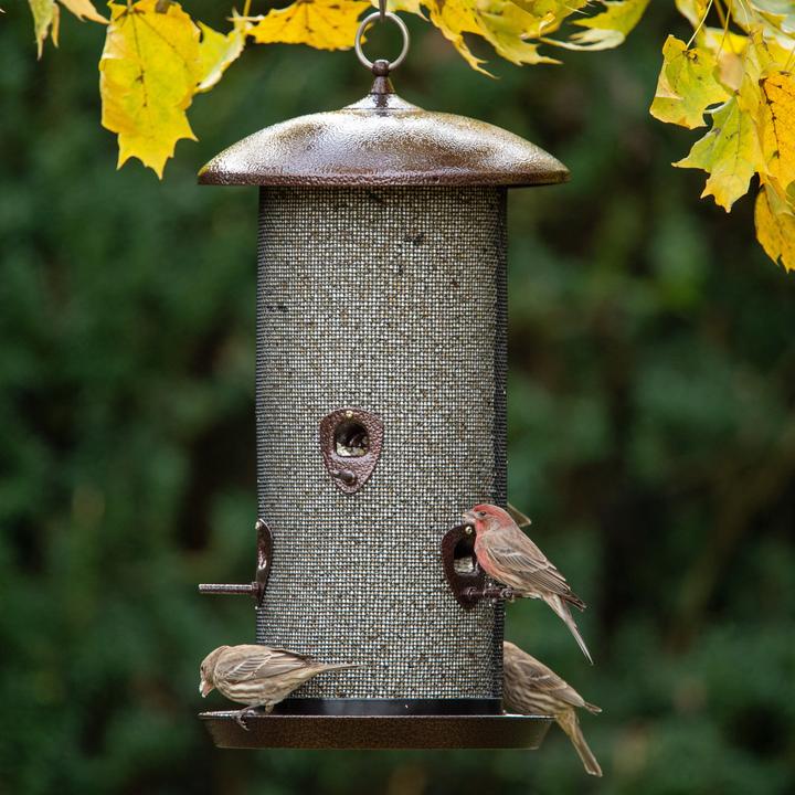 More Birds® Giant Combo Sunflower/Thistle Screen Bird Feeder, Dual ...