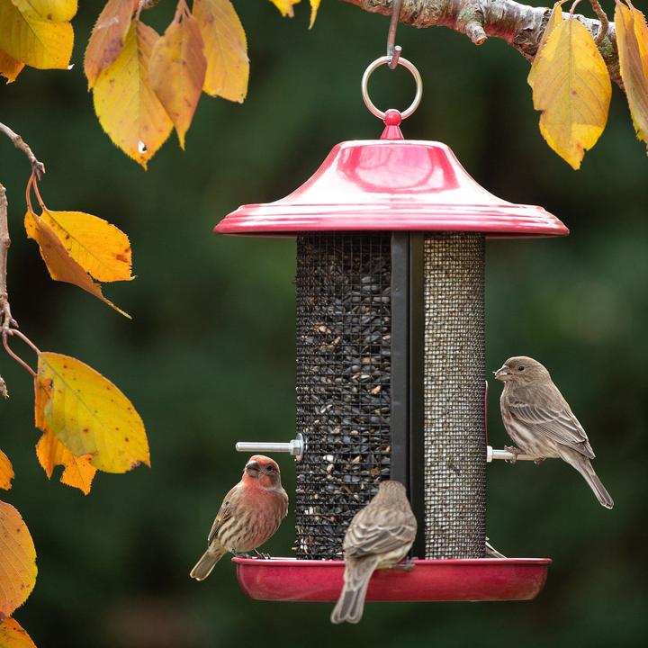 More Birds® Twin Dual-Compartment Sunflower/Thistle Screen Bird Feeder ...