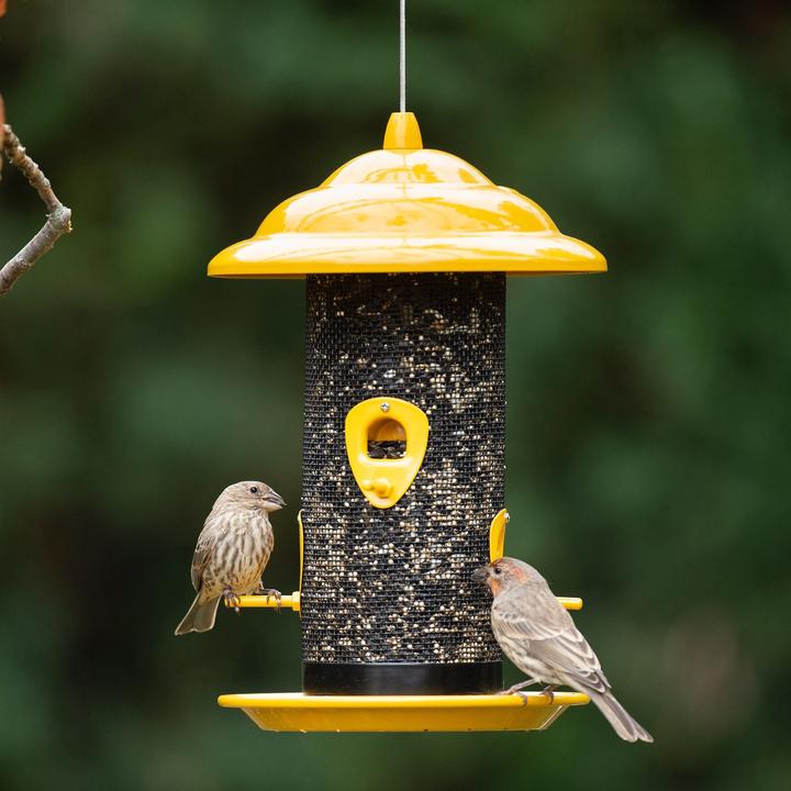 More Birds® Yellow Sedona Sunflower Screen Bird Feeder, 2.8 lb ...