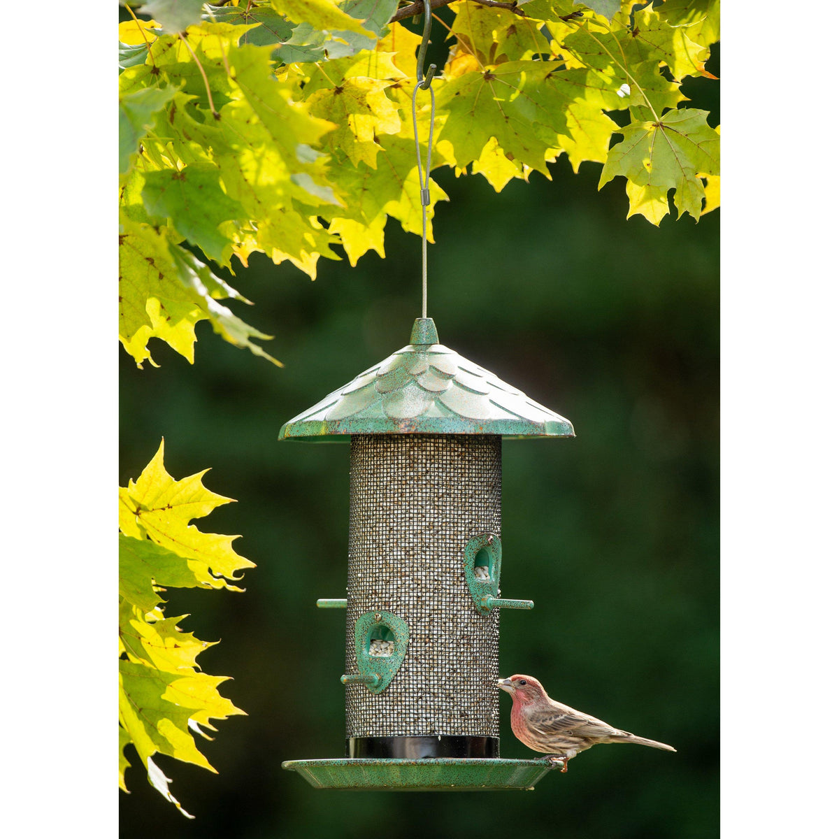 More Birds® Acorn Sunflower Screen Bird Feeder, 2.8 lb. capacity ...