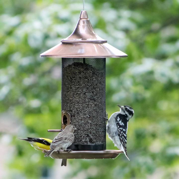 More Birds® Copper Provincial Sunflower Screen Bird Feeder, 3 lb ...